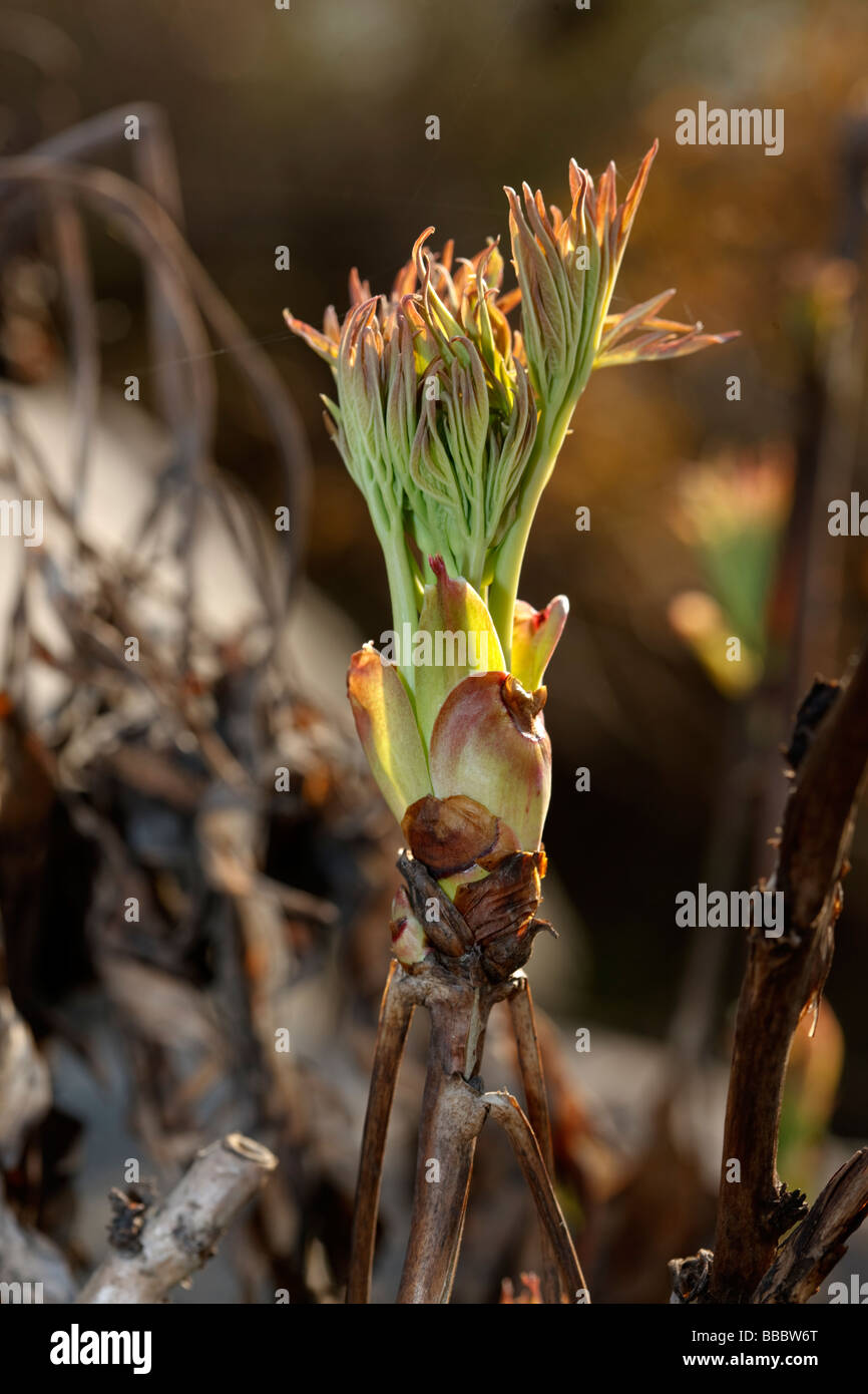 Potanini peony (Paeonia potanini Stock Photo - Alamy