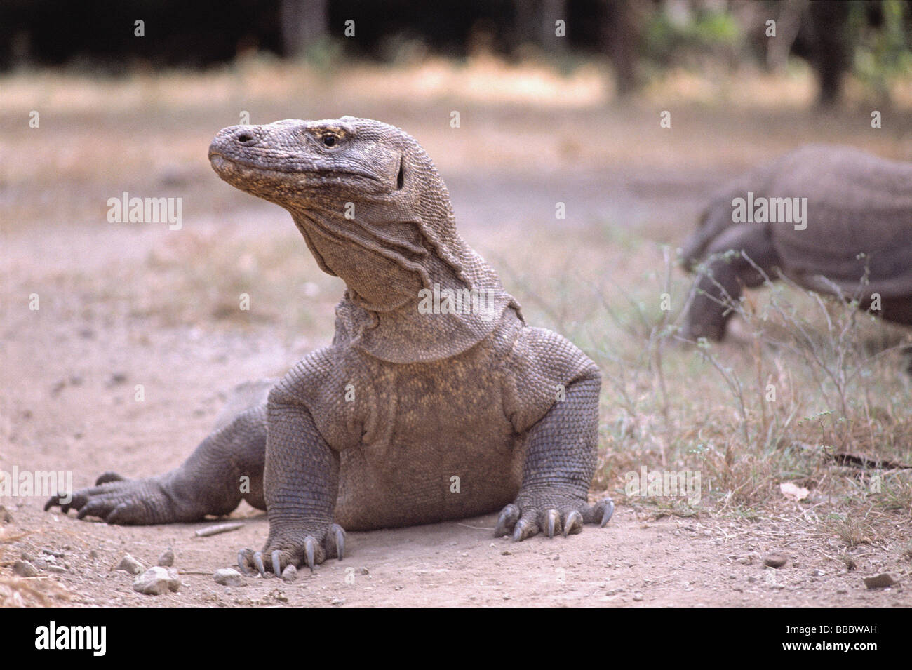 Indonesia, Komodo Island, Close-up of Komodo dragon Stock Photo - Alamy