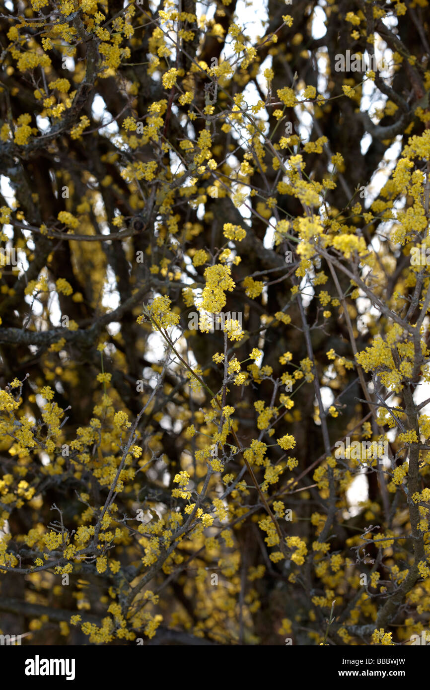 European Cornel (Cornus mas Stock Photo - Alamy