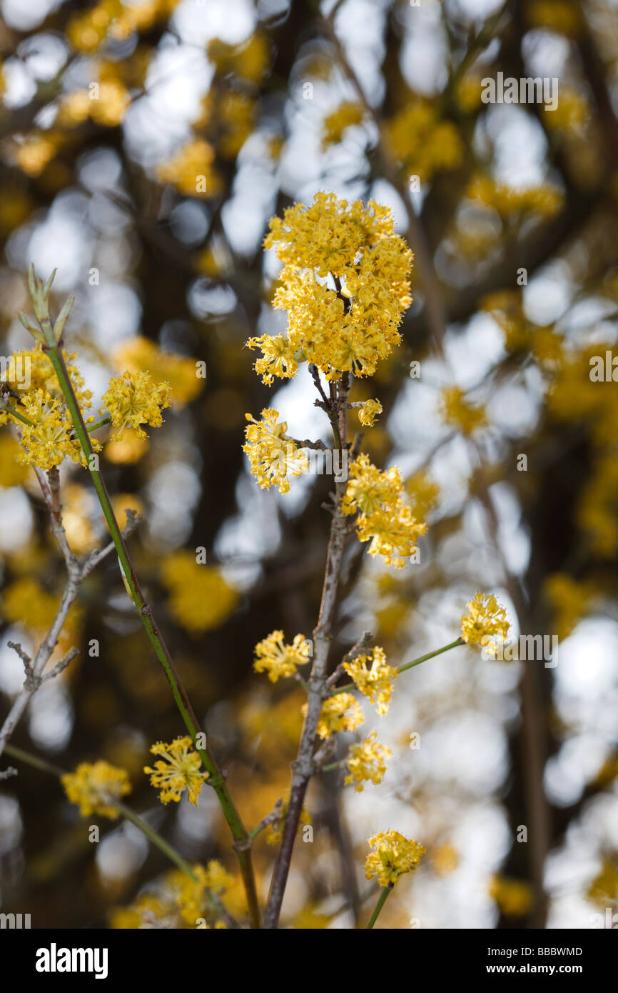 European Cornel (Cornus mas Stock Photo - Alamy