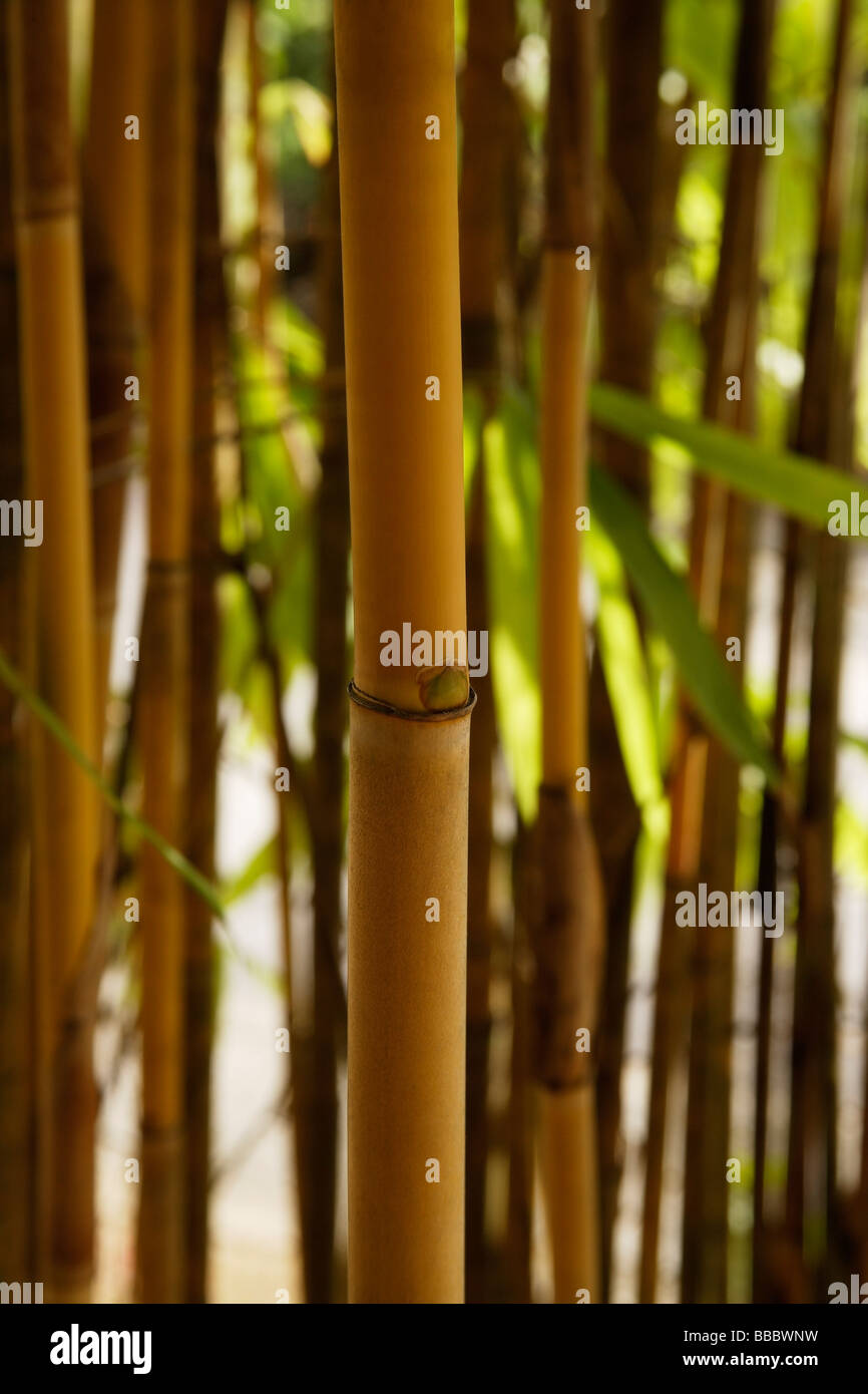 brown bamboo shoot Stock Photo - Alamy