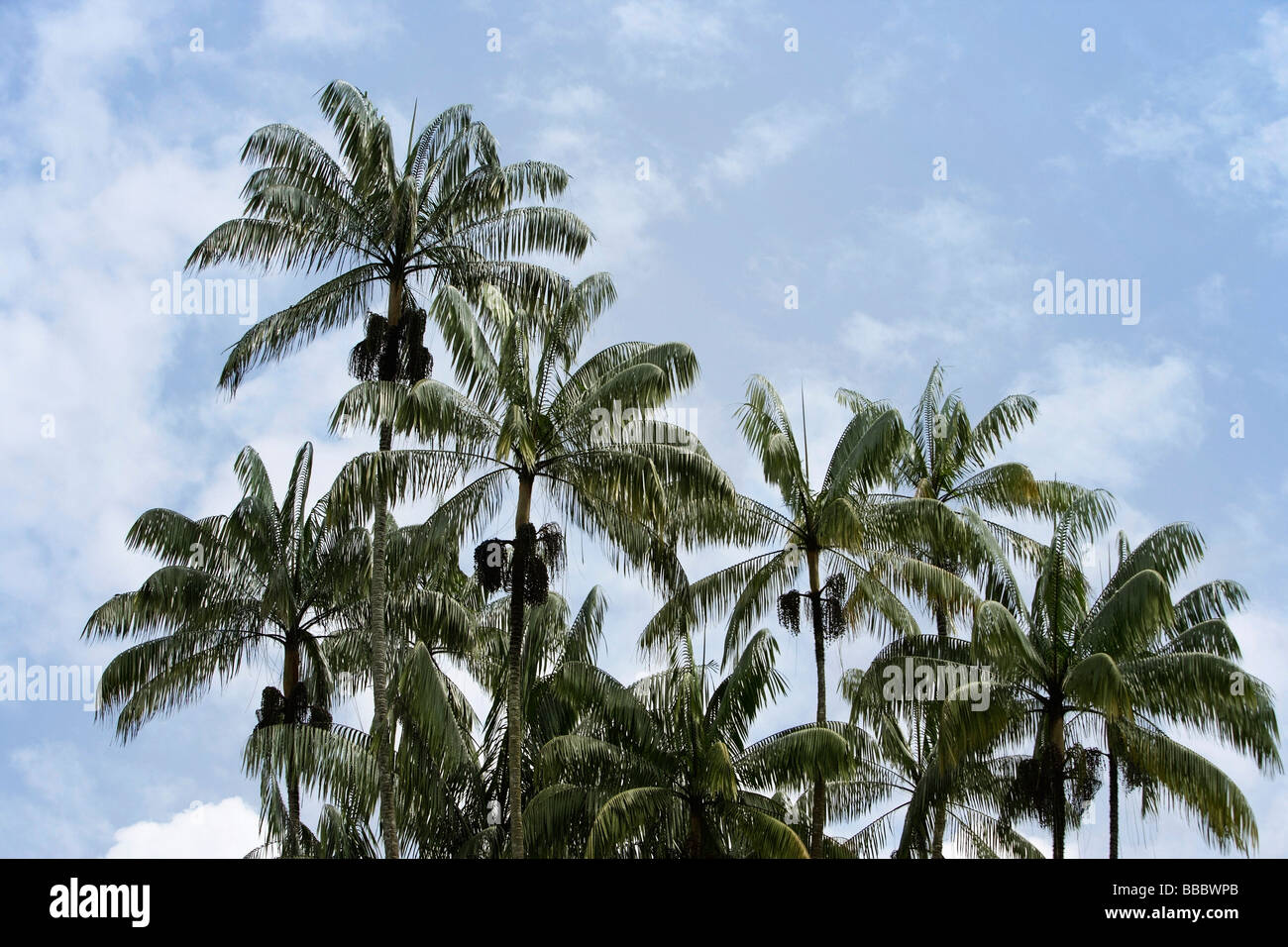 multiple palm trees with sky as background Stock Photo - Alamy
