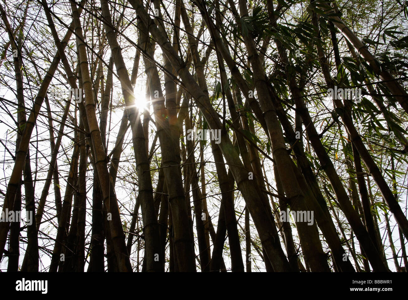 bamboo tree with stalks and sunlight bursting through Stock Photo - Alamy