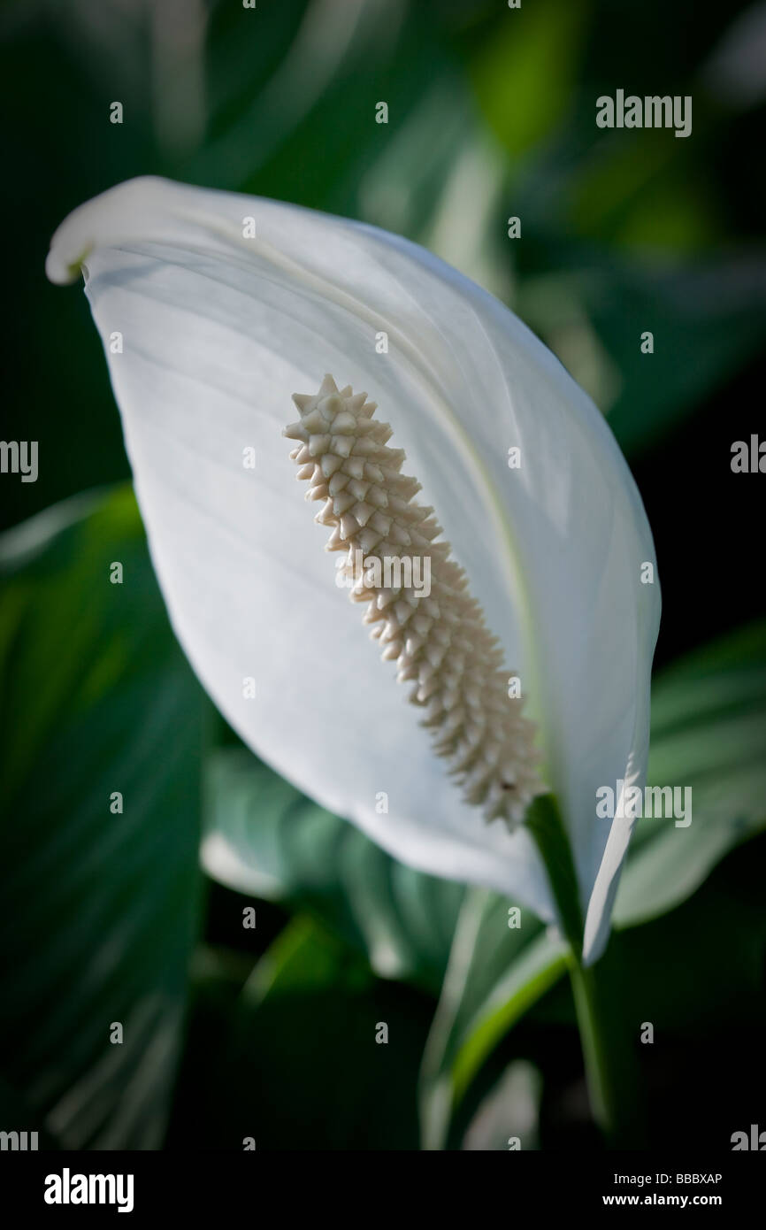 Spathiphyllum cochlearispathum otherwise known as Spath or Peace Lilies ...