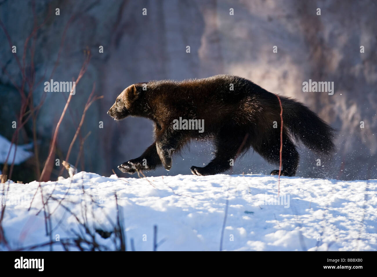 Wolverine (Gulo gulo Stock Photo - Alamy