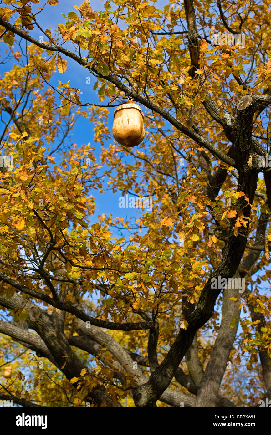 Oak tree acorn hi-res stock photography and images - Alamy