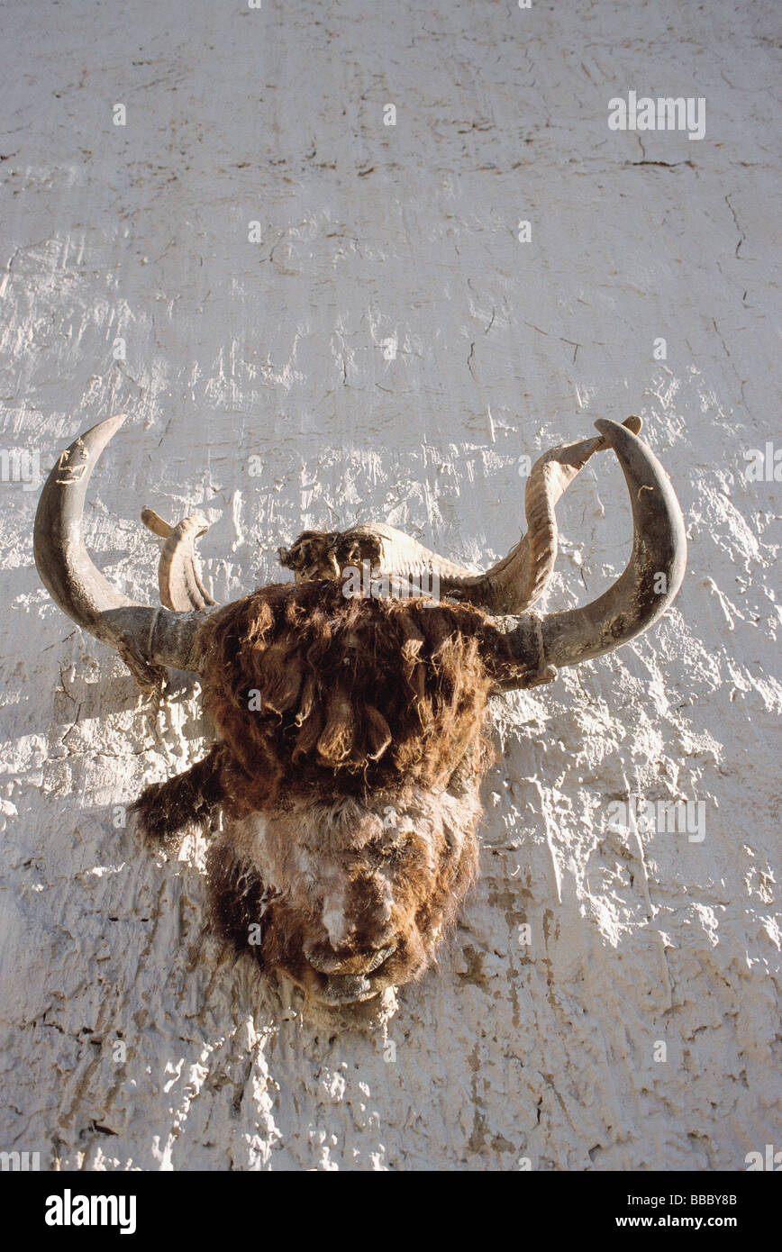 Nepal, Mustang, Buffalo head - symbol of Bonpo religion Stock Photo - Alamy
