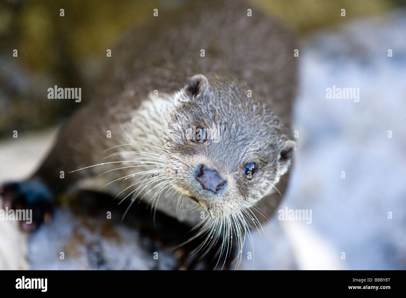 Otter, Utter (Lutra lutra Stock Photo - Alamy