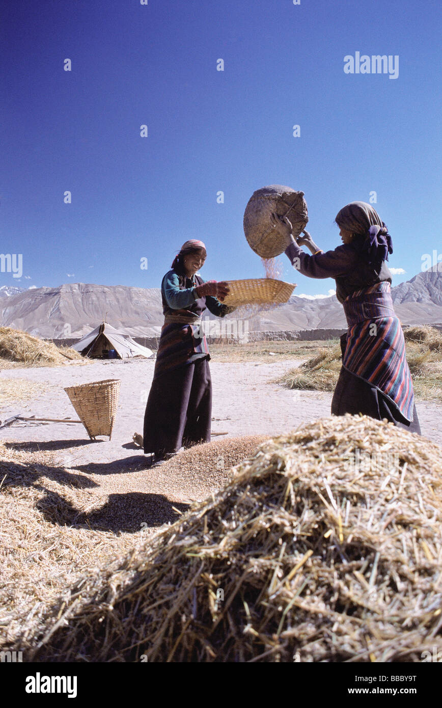 Women winnowing wheat hi-res stock photography and images - Alamy