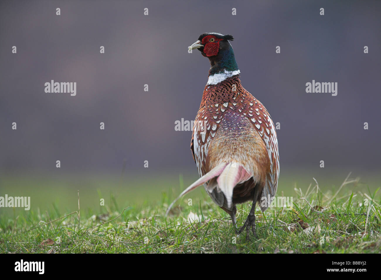 Common pheasant scotland hi-res stock photography and images - Alamy