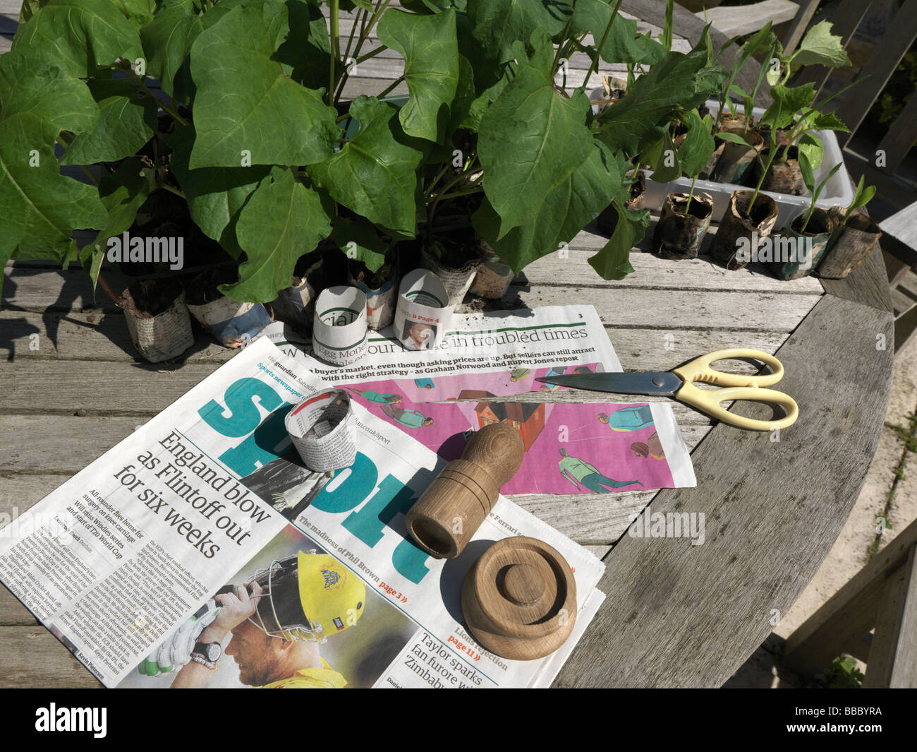 Growing Seedling in a Recycled Newspaper Stock Photo - Alamy
