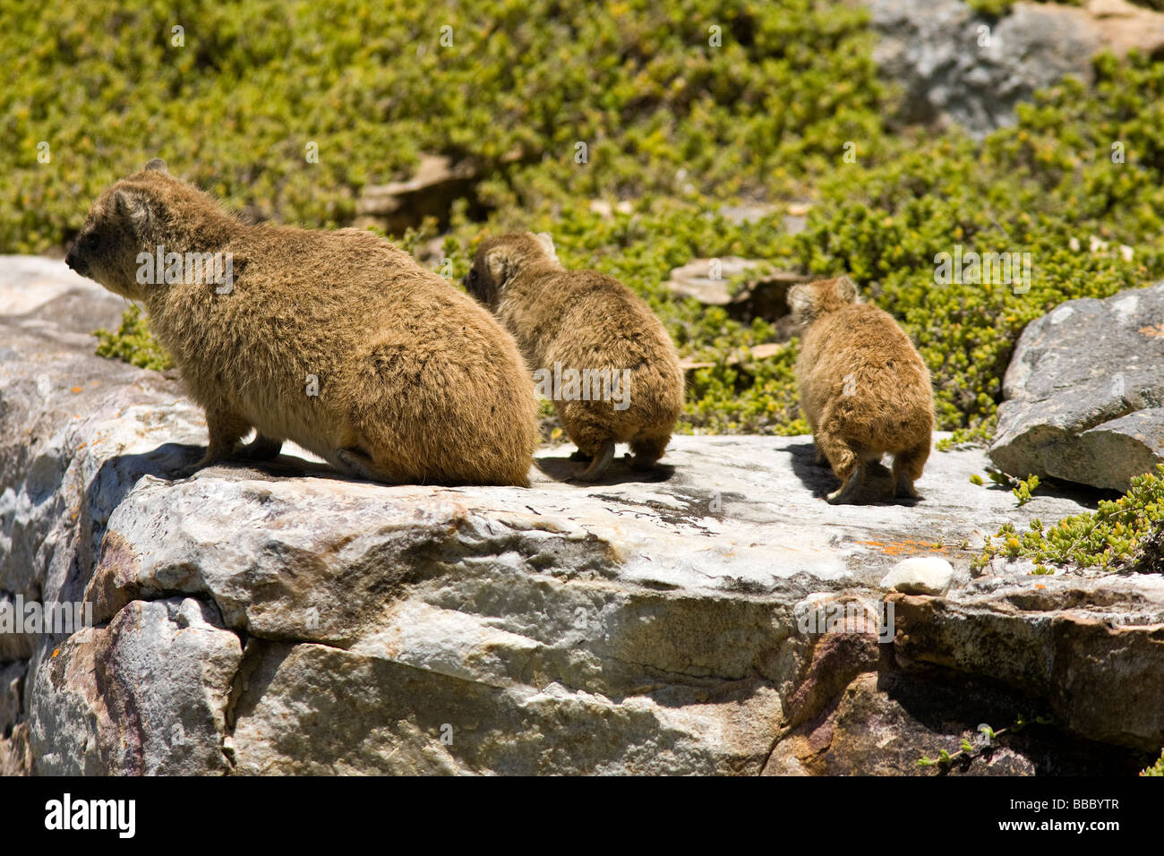 3 Rock hyrax (Procavia capensis) sitting on the rock. Cape Town, South ...