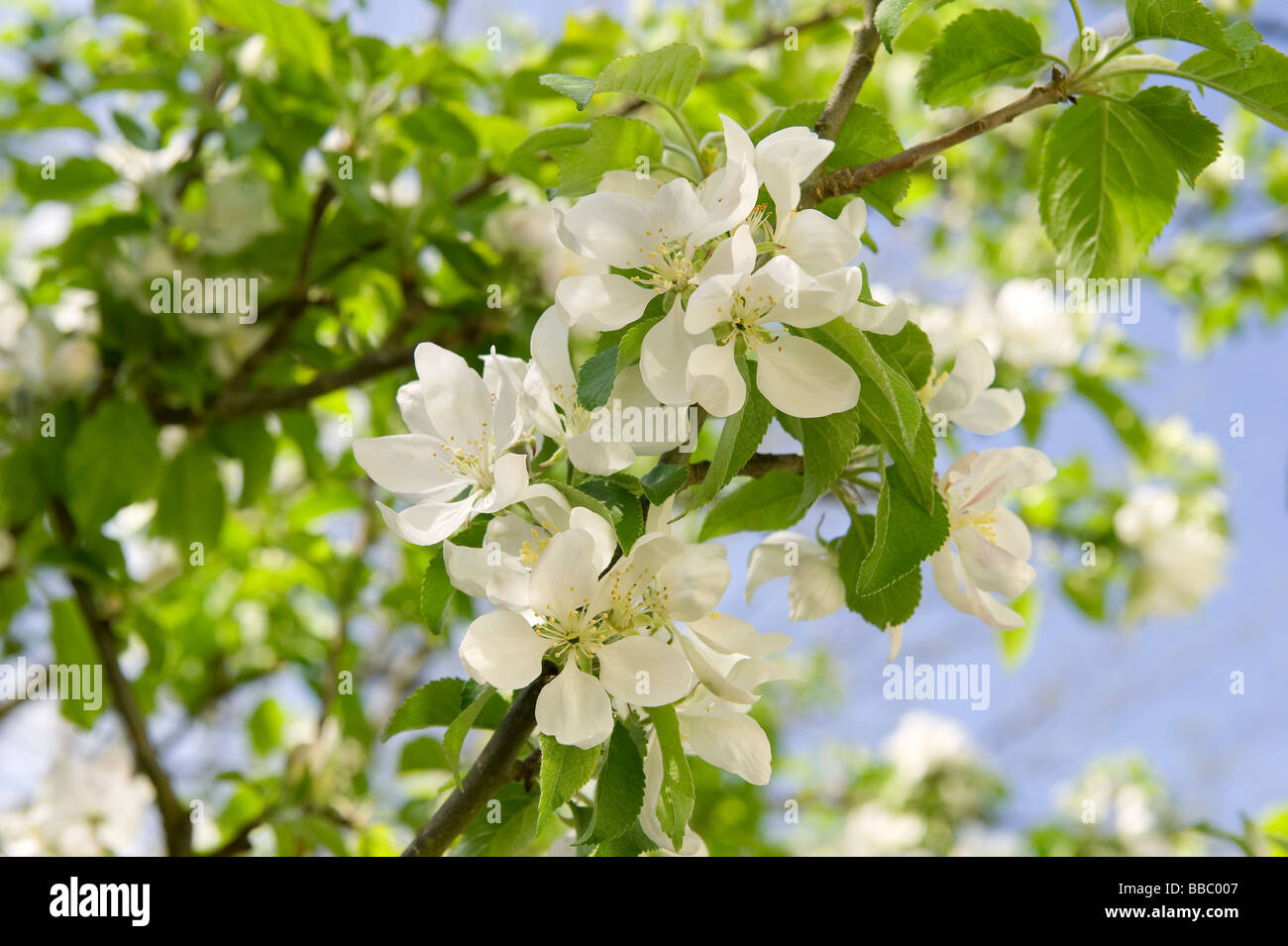white apple blossom Stock Photo - Alamy