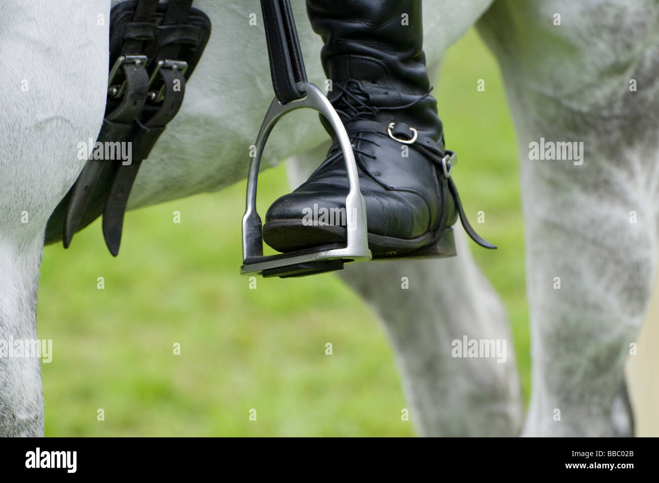 horse riding, rider's boot in stirrup Stock Photo - Alamy
