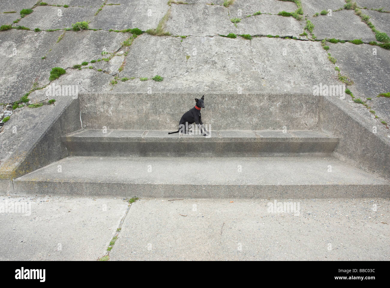Whippet dog sitting on concrete bench Stock Photo - Alamy