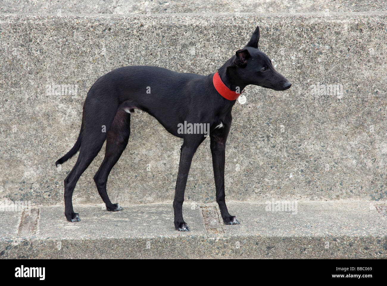 Black whippet hi-res stock photography and images - Alamy
