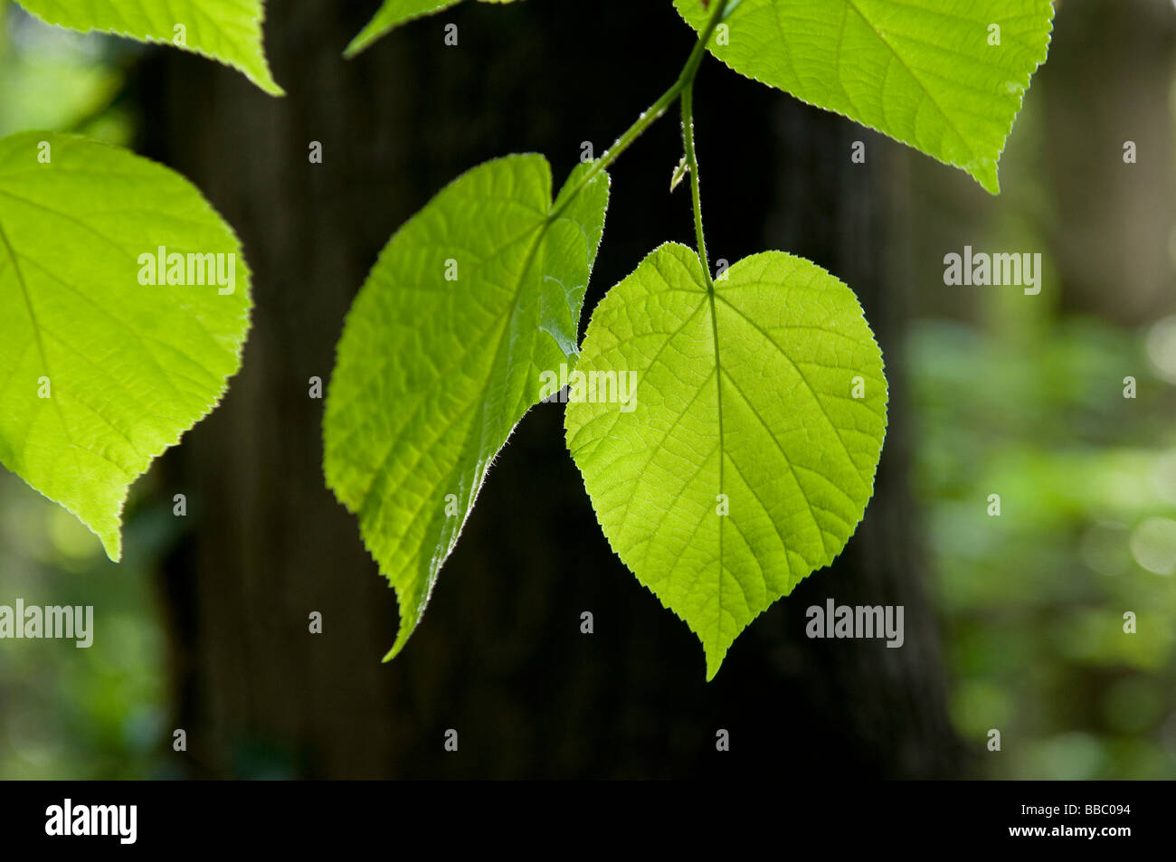 Trees transparent leaves hi-res stock photography and images - Alamy