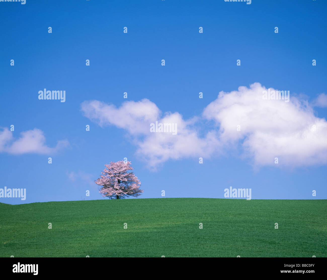 Cherry blossoms in hokkaido hi-res stock photography and images - Alamy