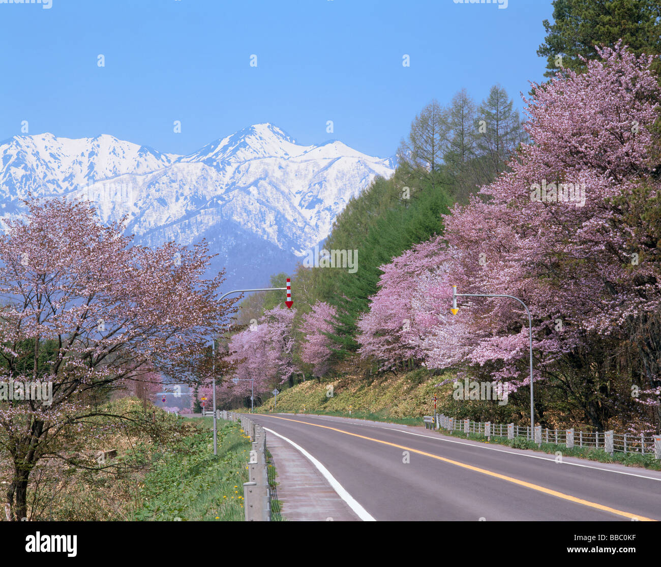 Cherry Blossoms and Road Stock Photo - Alamy