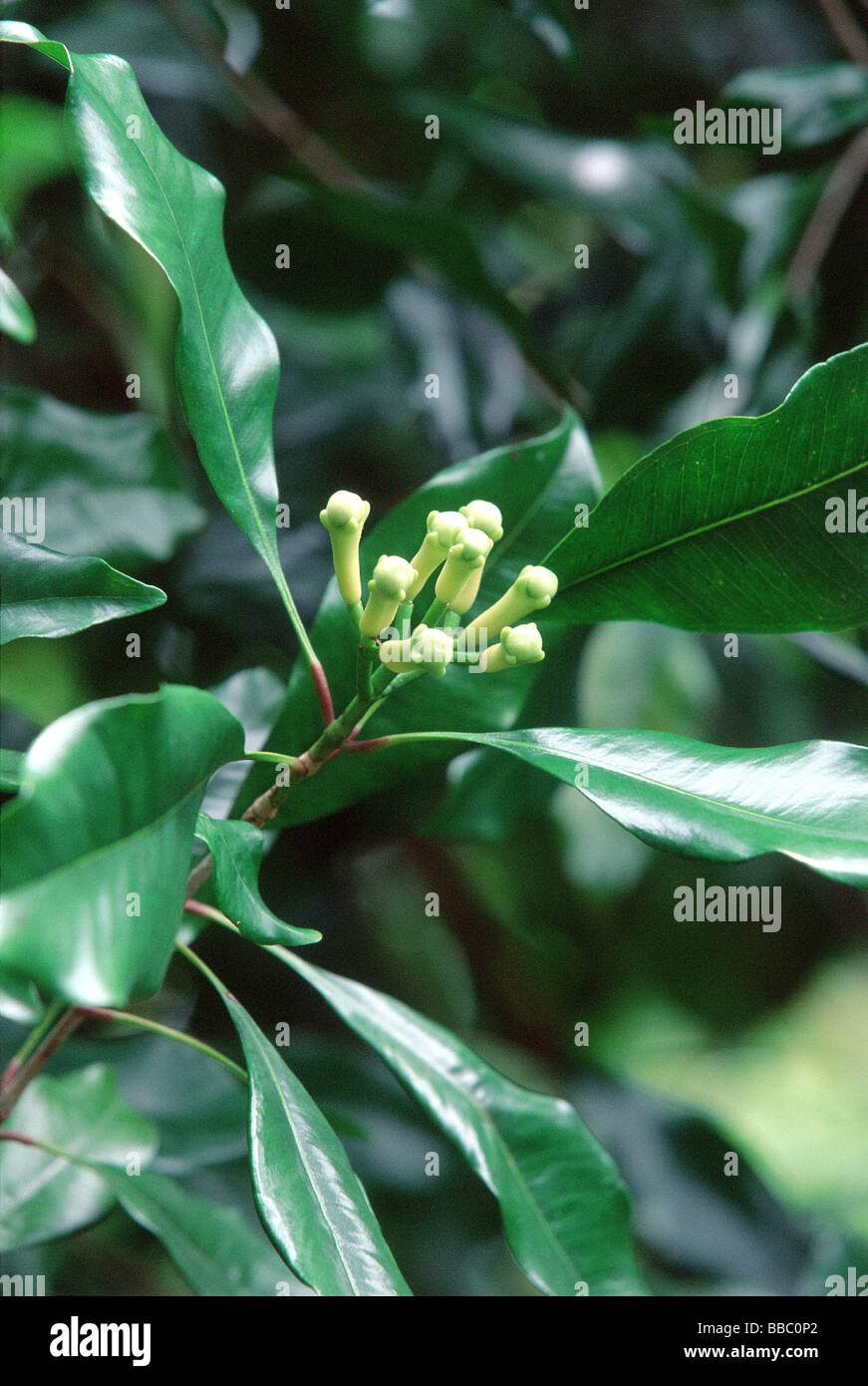 Close up of clove plant Stock Photo - Alamy