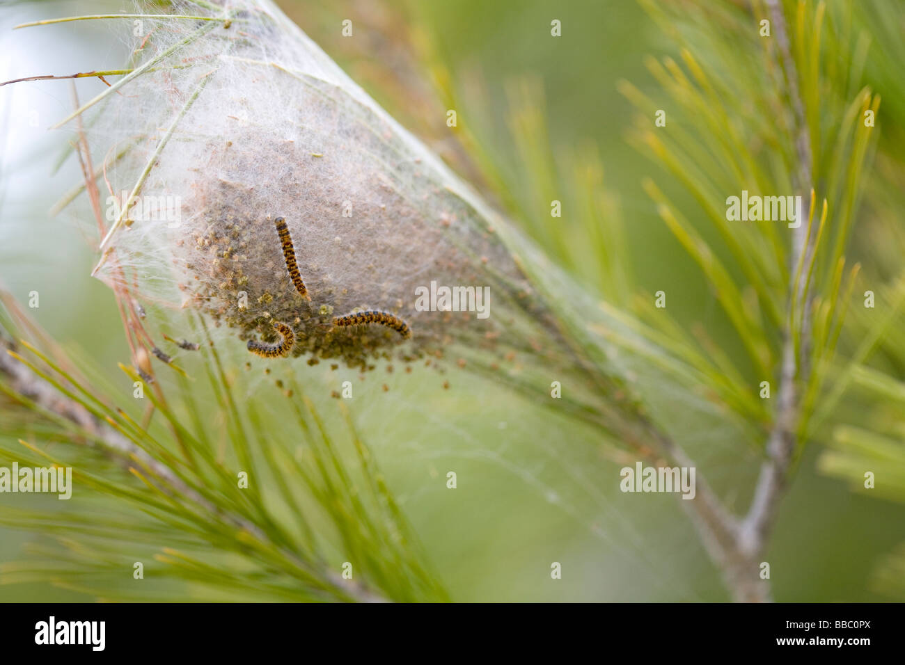 Processionary hi-res stock photography and images - Alamy