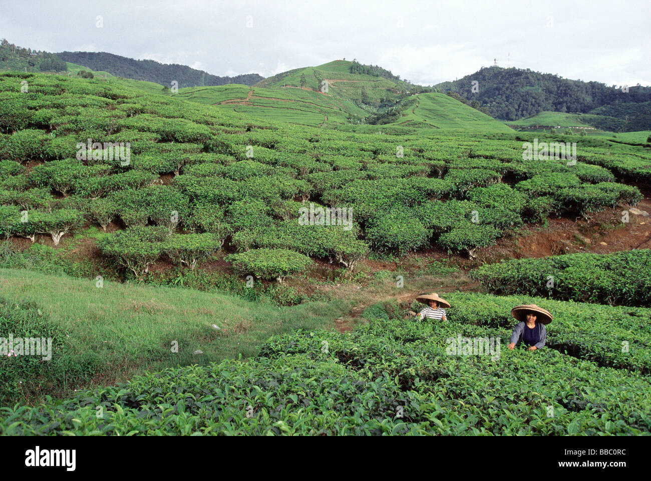 Indonesia, Bandung, tea plantation Stock Photo - Alamy