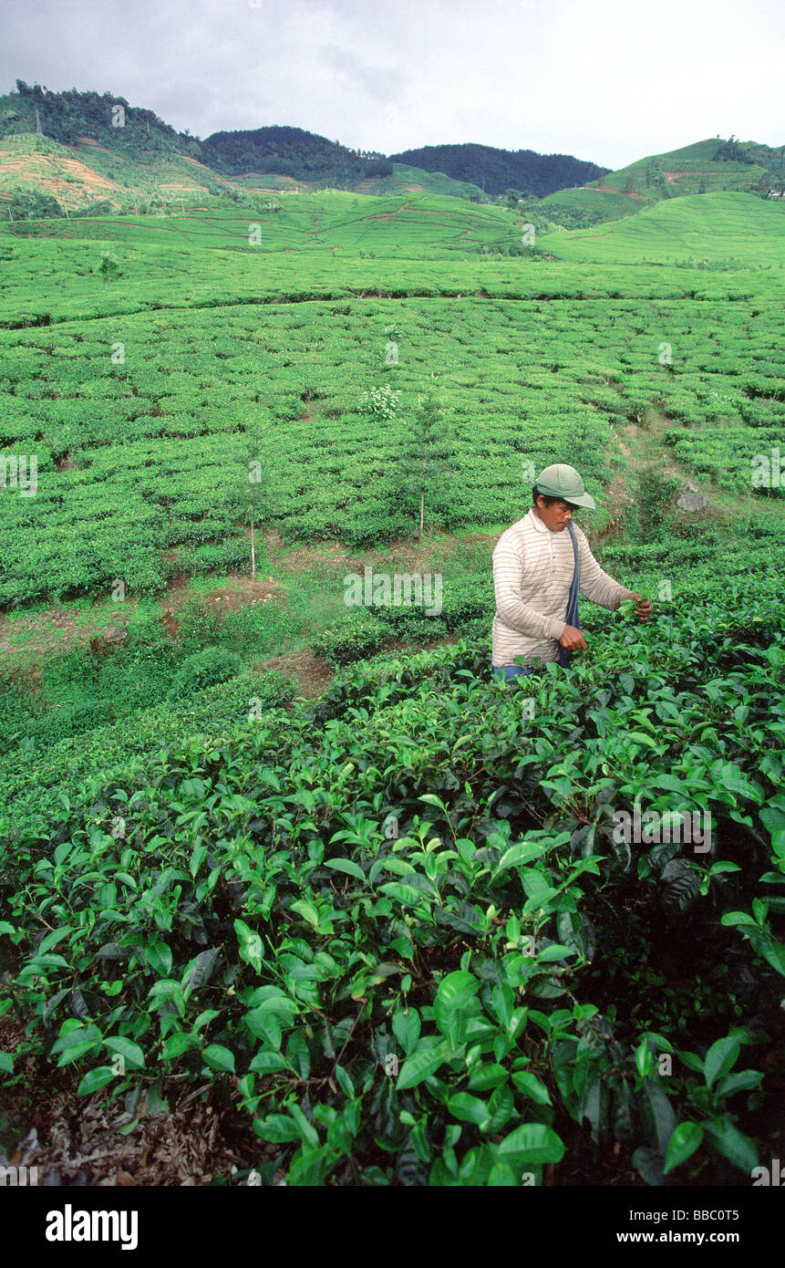 Indonesia, Bandung, tea plantation Stock Photo - Alamy