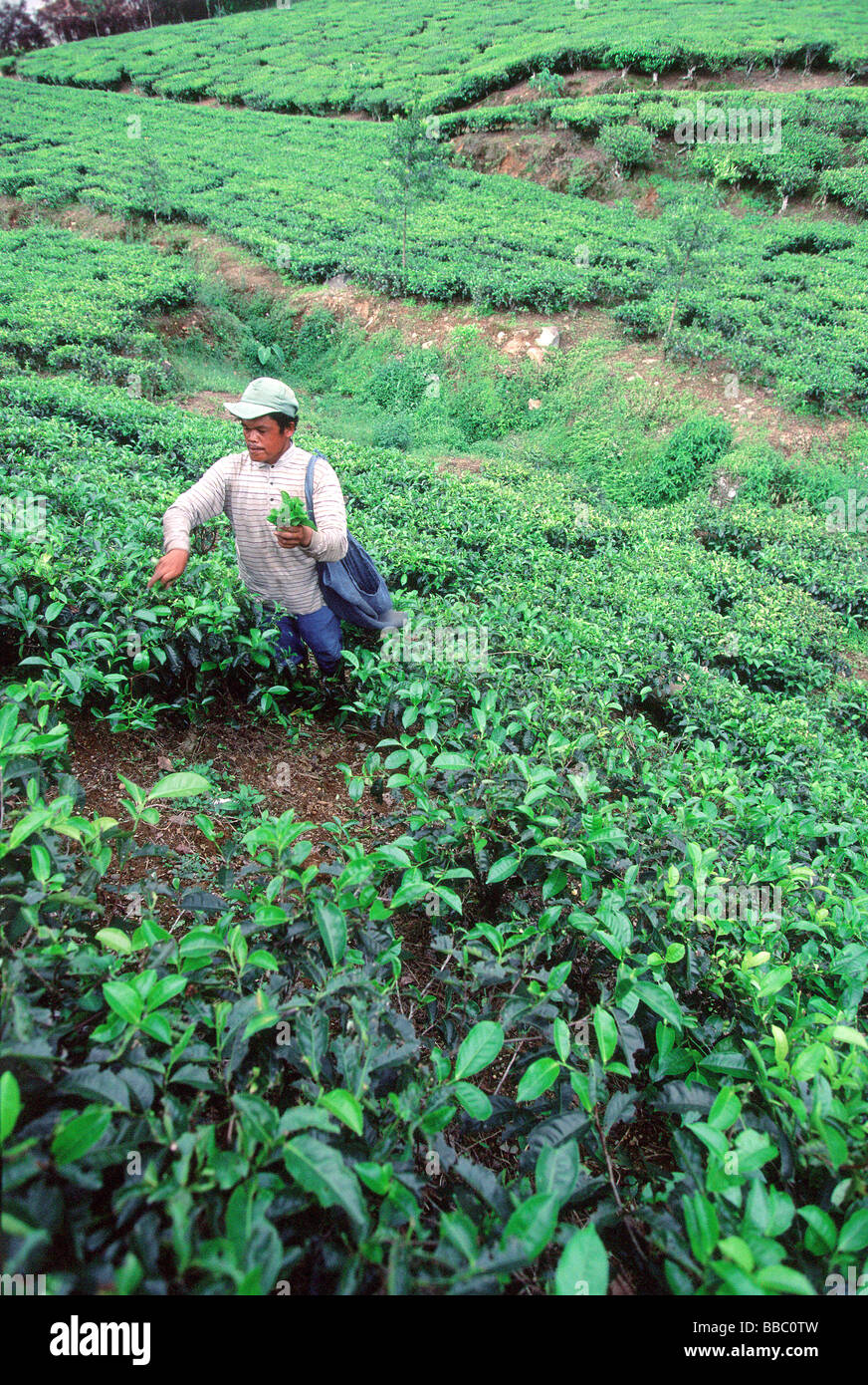 Indonesia, Bandung, tea plantation Stock Photo - Alamy