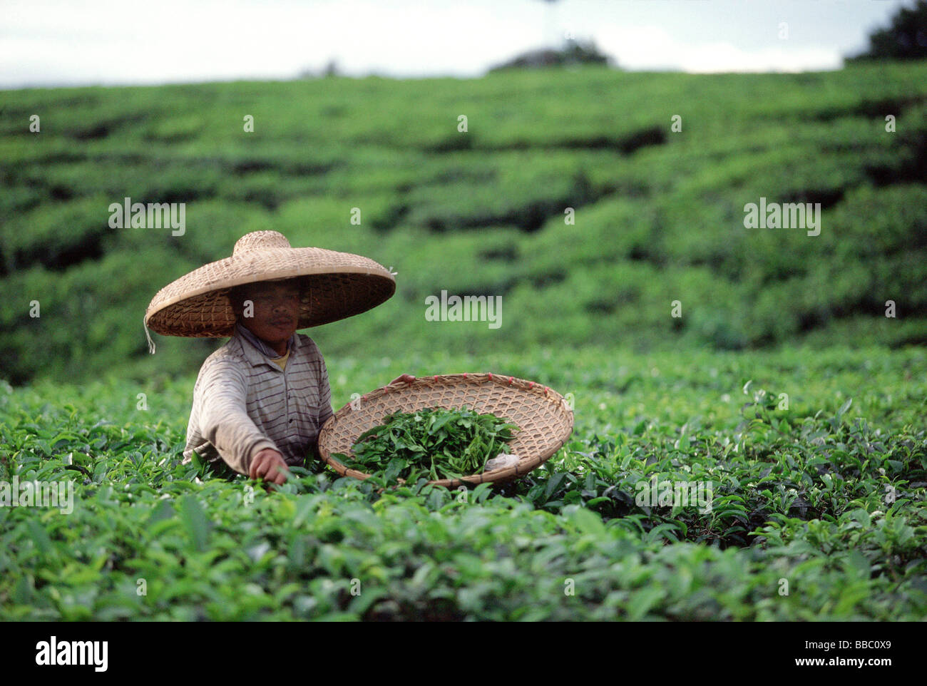Indonesia, Bandung, tea plantation Stock Photo - Alamy