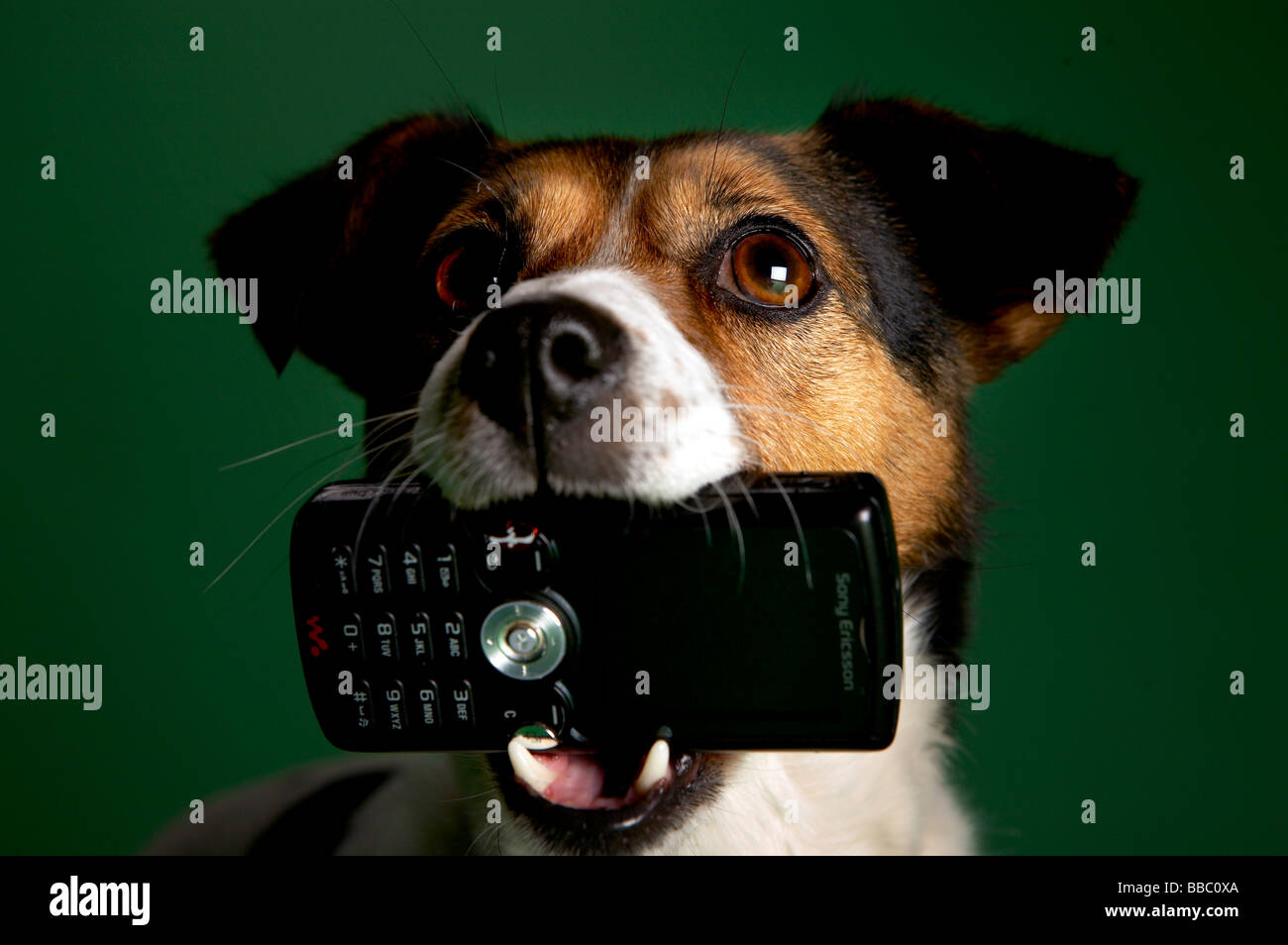 A small dog holds a mobile phone in his mouth Stock Photo - Alamy