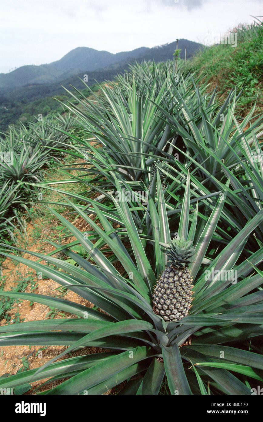 Malaysia, Penang, Pineapple plantation Stock Photo - Alamy