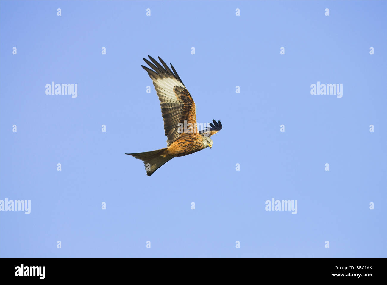 Forked tail hi-res stock photography and images - Alamy