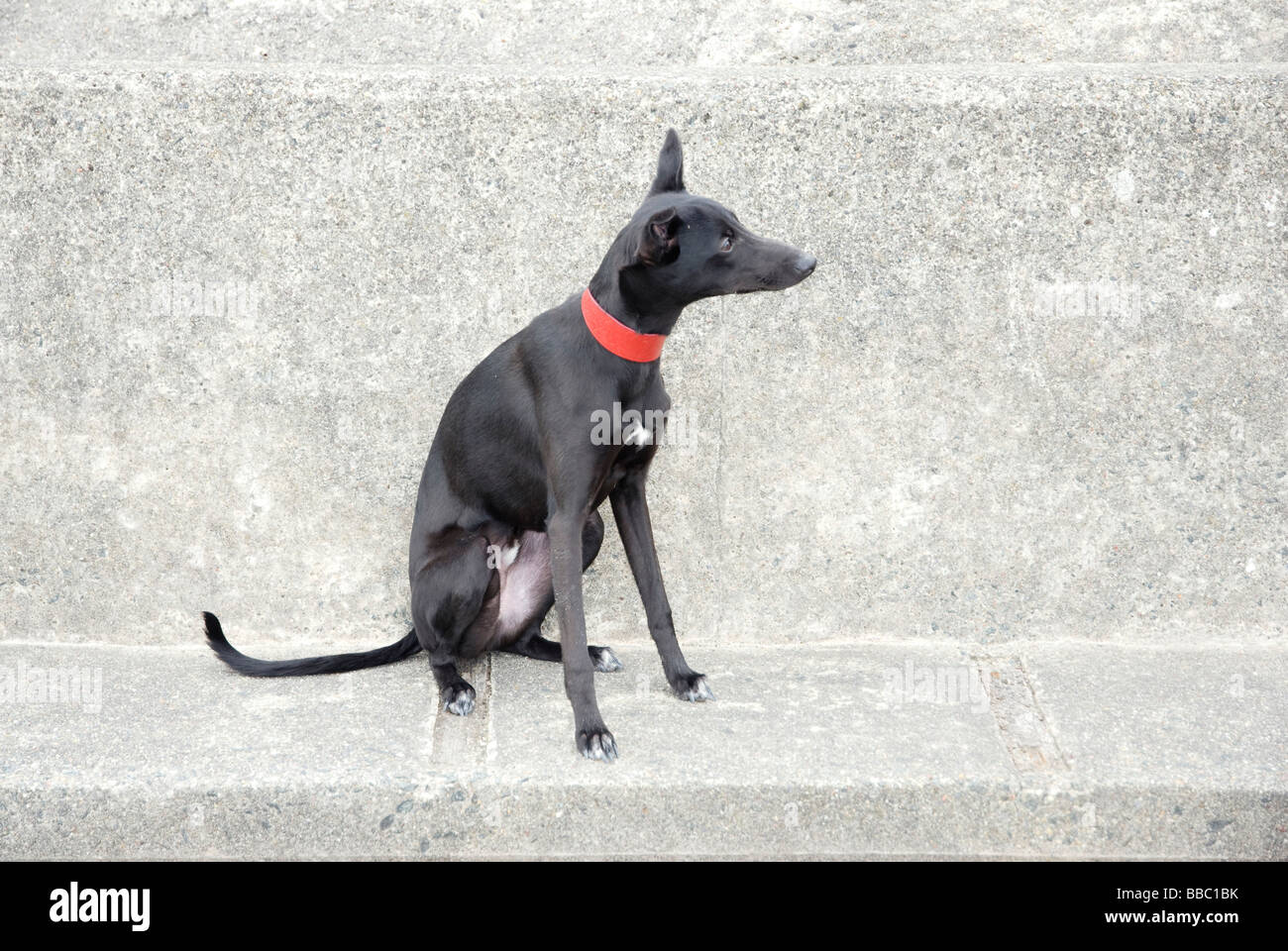 Black whippet hi-res stock photography and images - Alamy