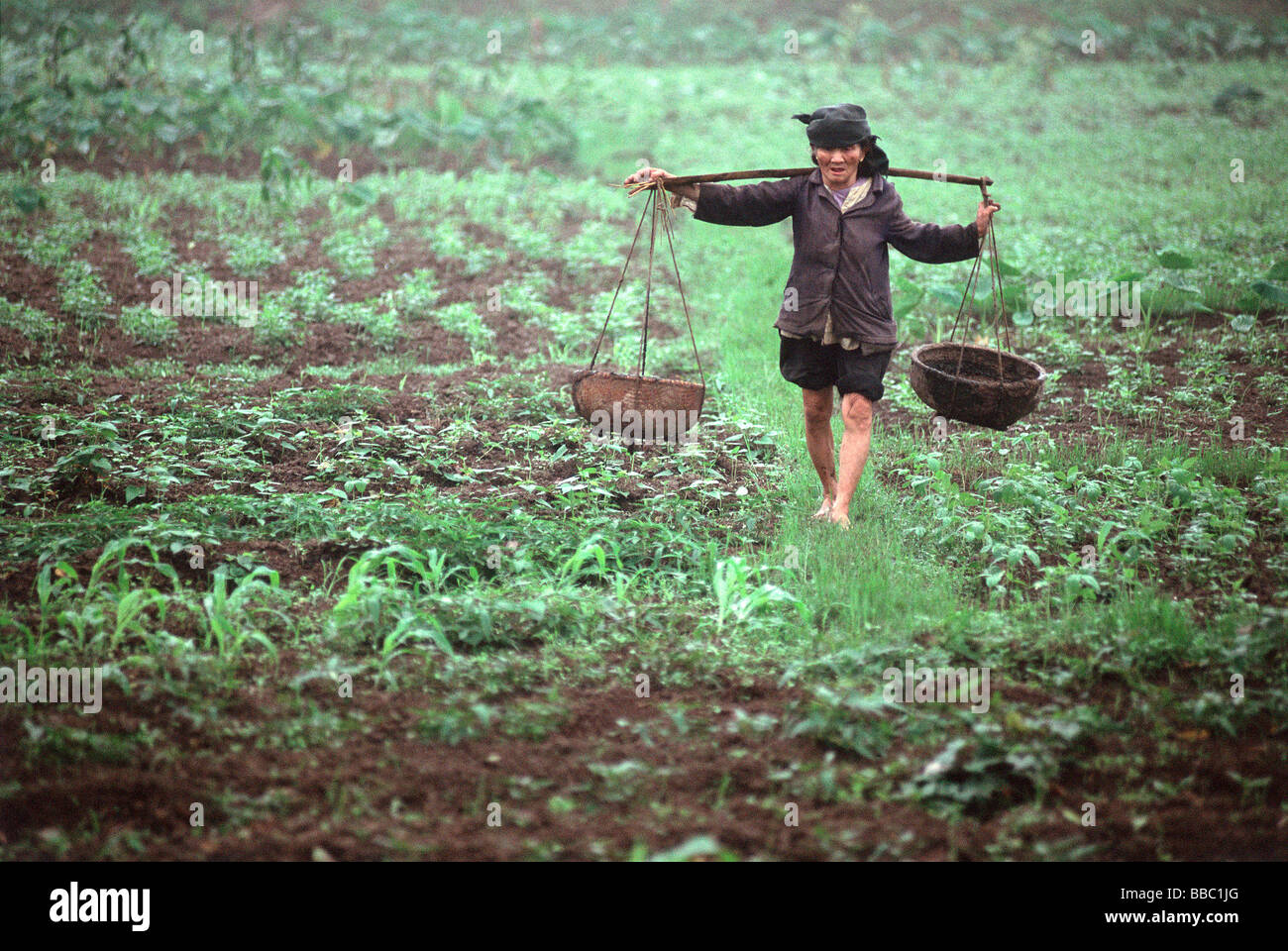 Vietnam, Hanoi, farmer walking through field Stock Photo - Alamy
