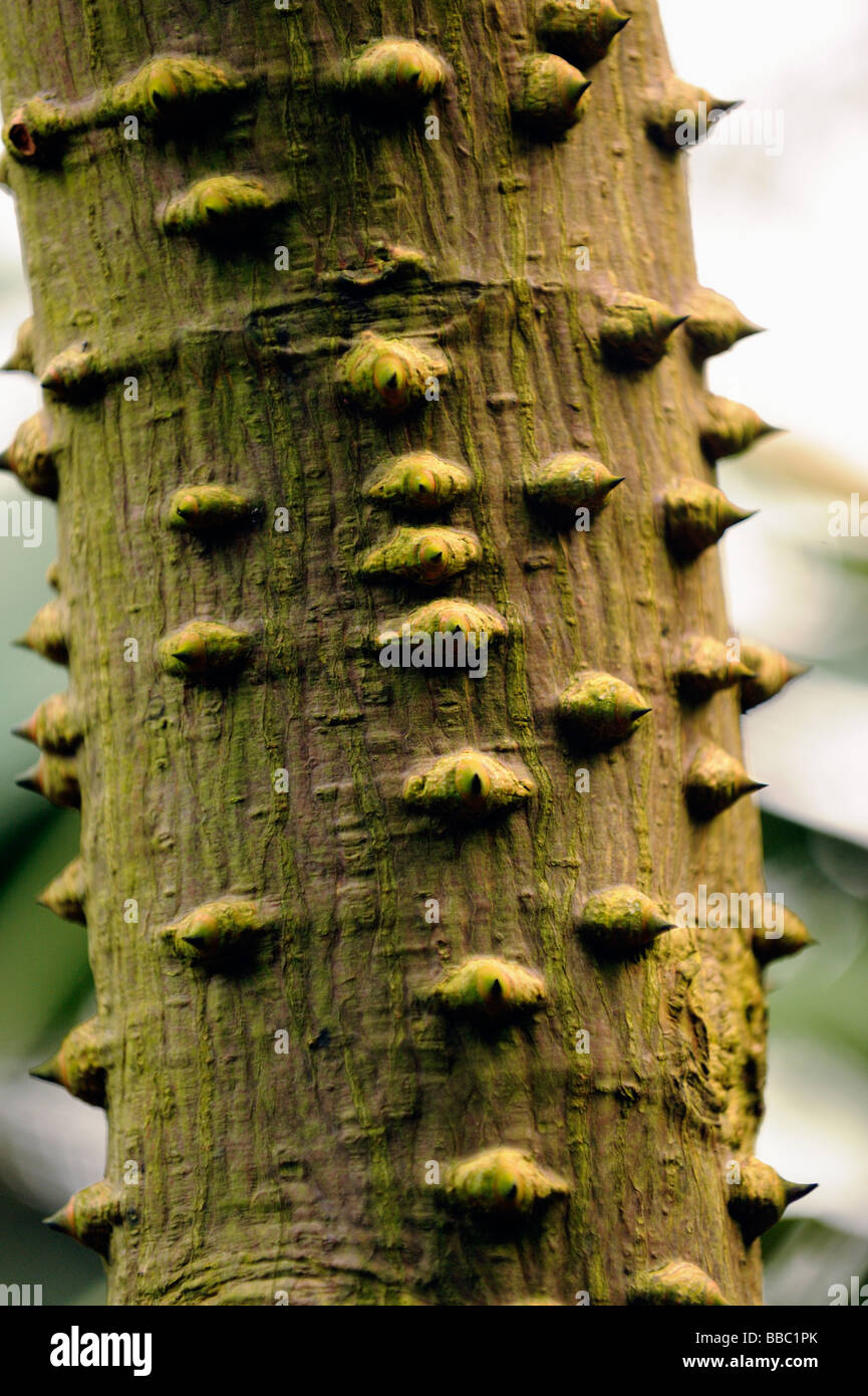 Tropical tree with protrusions Stock Photo - Alamy