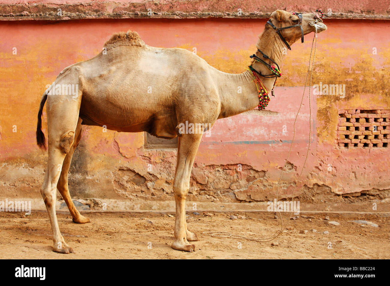 Camel full body hi-res stock photography and images - Alamy