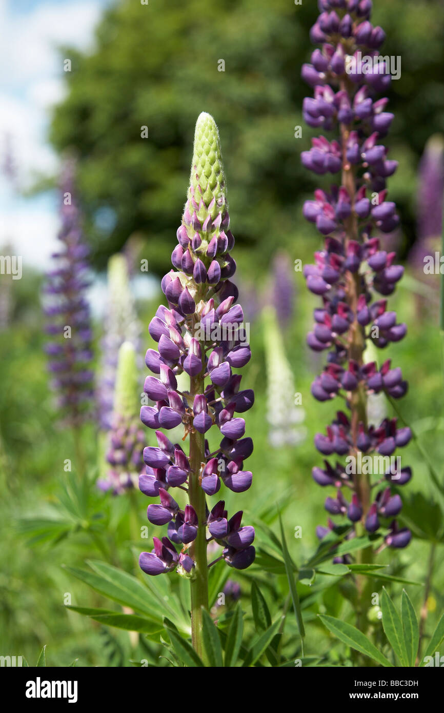 Lupins growing on a grass verge in England Stock Photo - Alamy