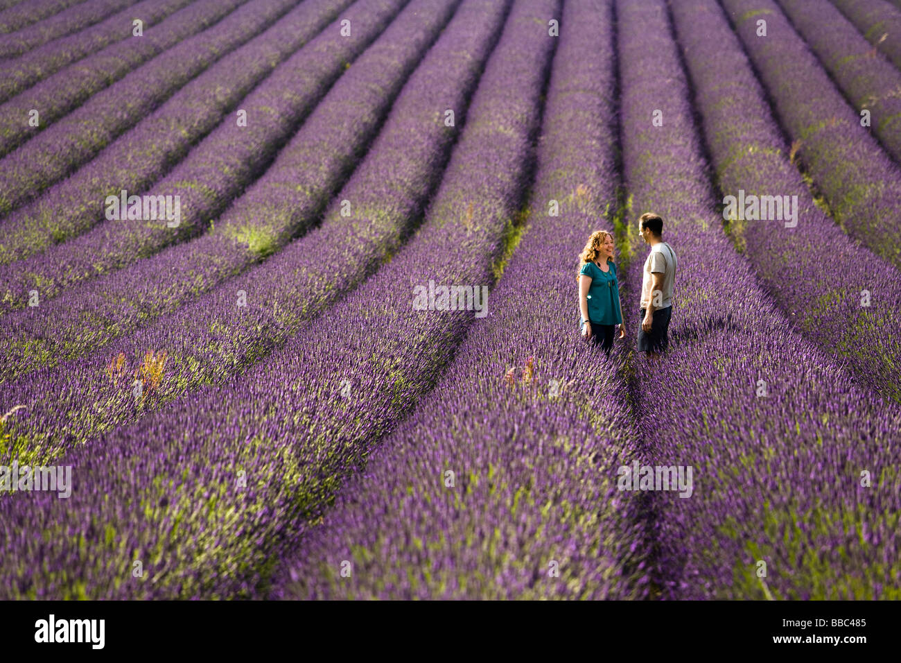 A young couple walking in fields of lavender in flower at Snowshill ...