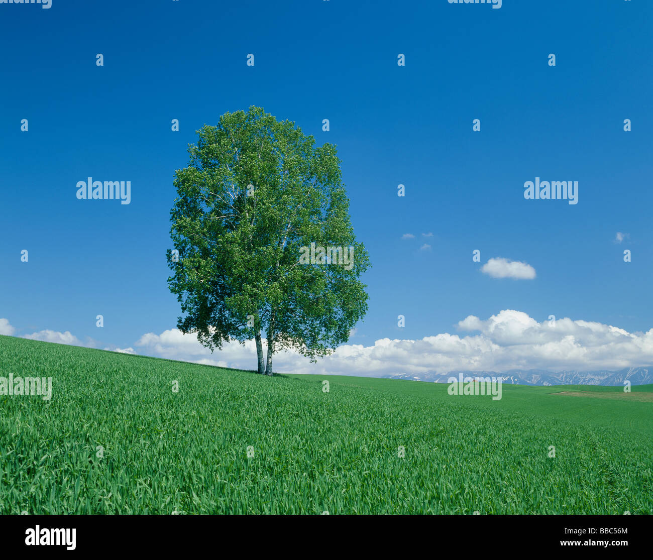 Single Tree in Green Field Stock Photo - Alamy