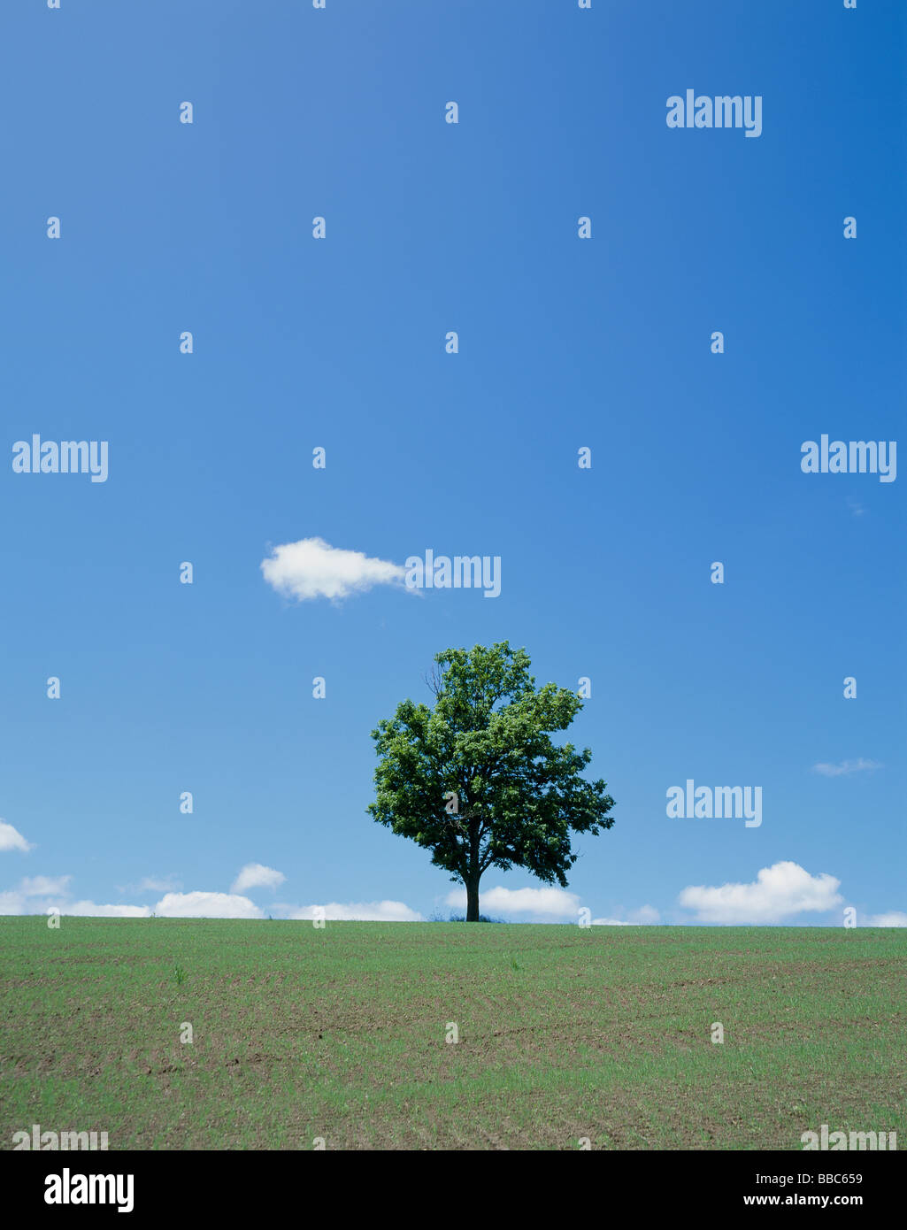 Single Tree in Green Field Stock Photo - Alamy