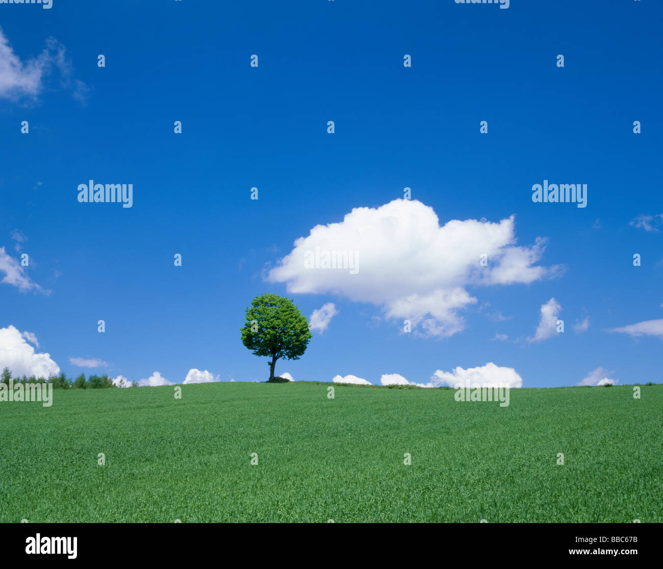Single Tree in Green Field Stock Photo - Alamy
