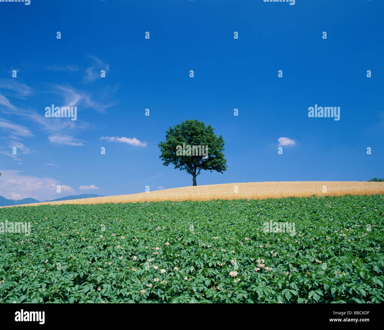 Single Tree in Wheat Field Stock Photo - Alamy