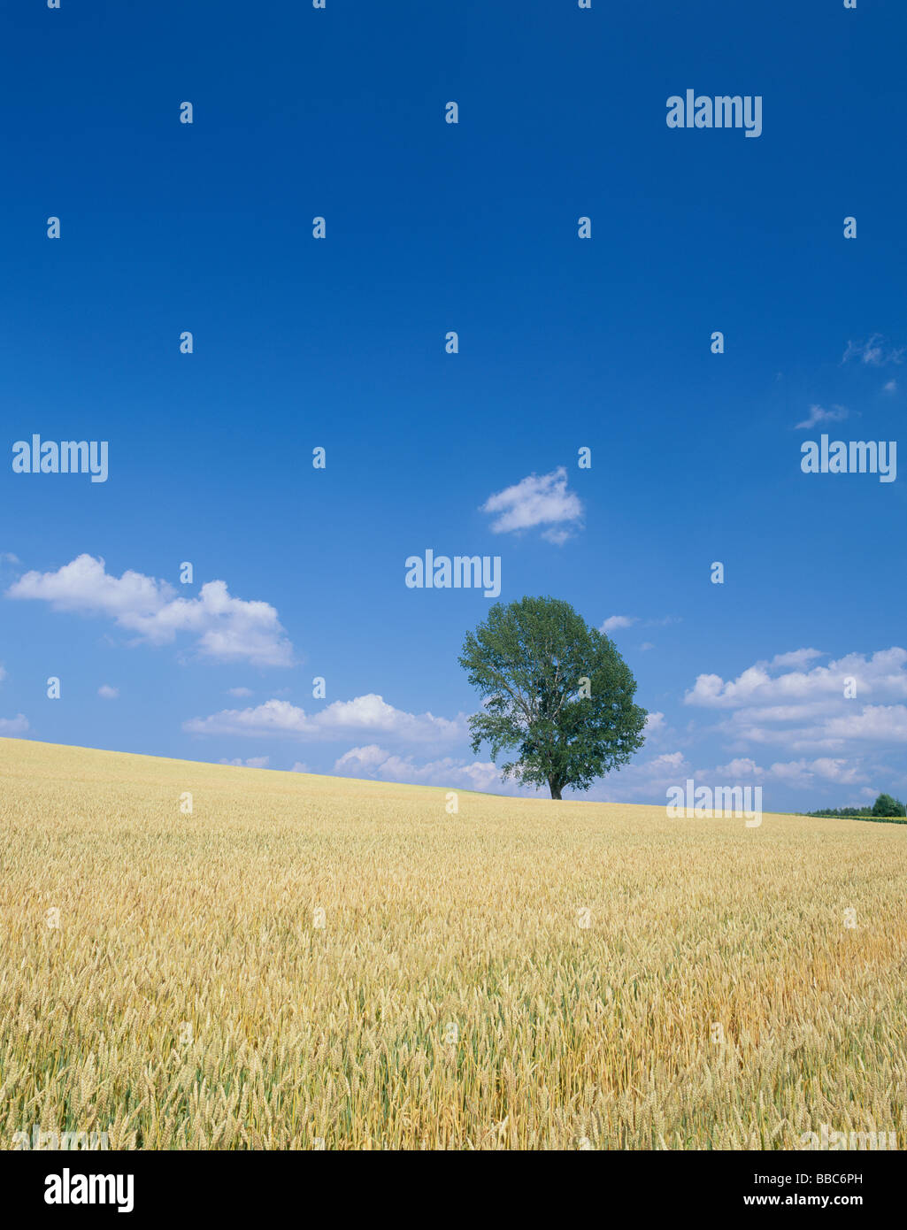 Single Tree in Wheat Field Stock Photo - Alamy