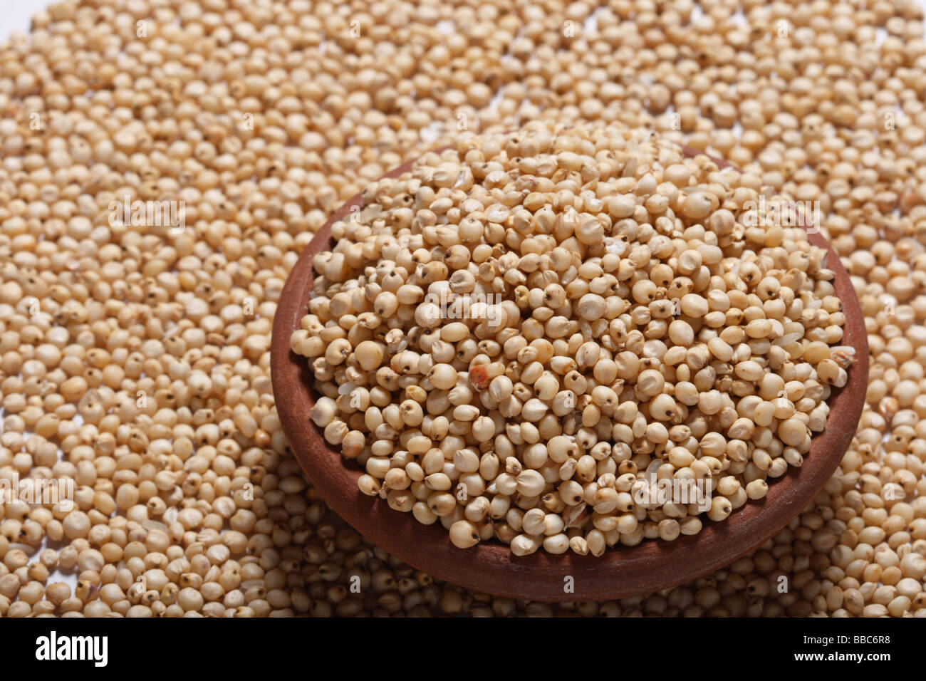 Soybean is a legume which is an important source of vegetable oil and ...