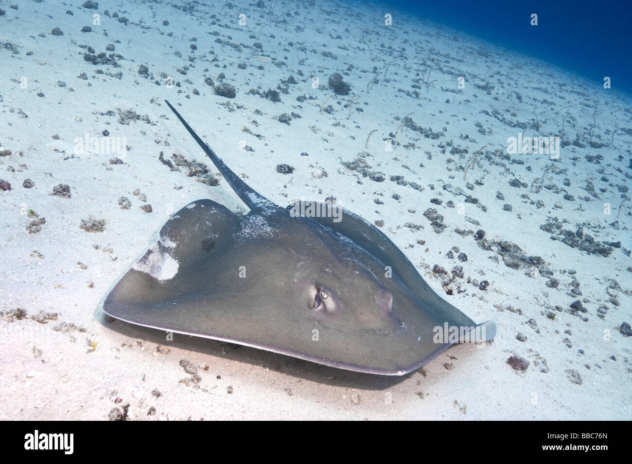 Zanzibar underwater hi-res stock photography and images - Alamy