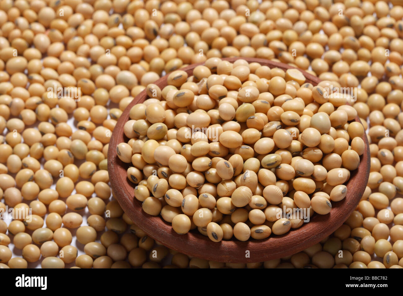 Soybean is a legume which is an important source of vegetable oil and ...