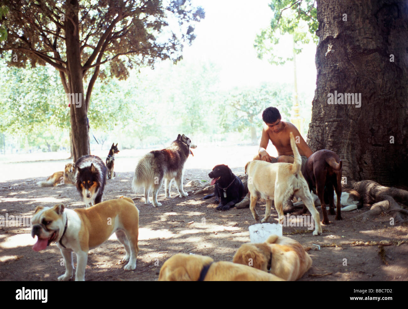 Paseadores de perros hi-res stock photography and images - Alamy