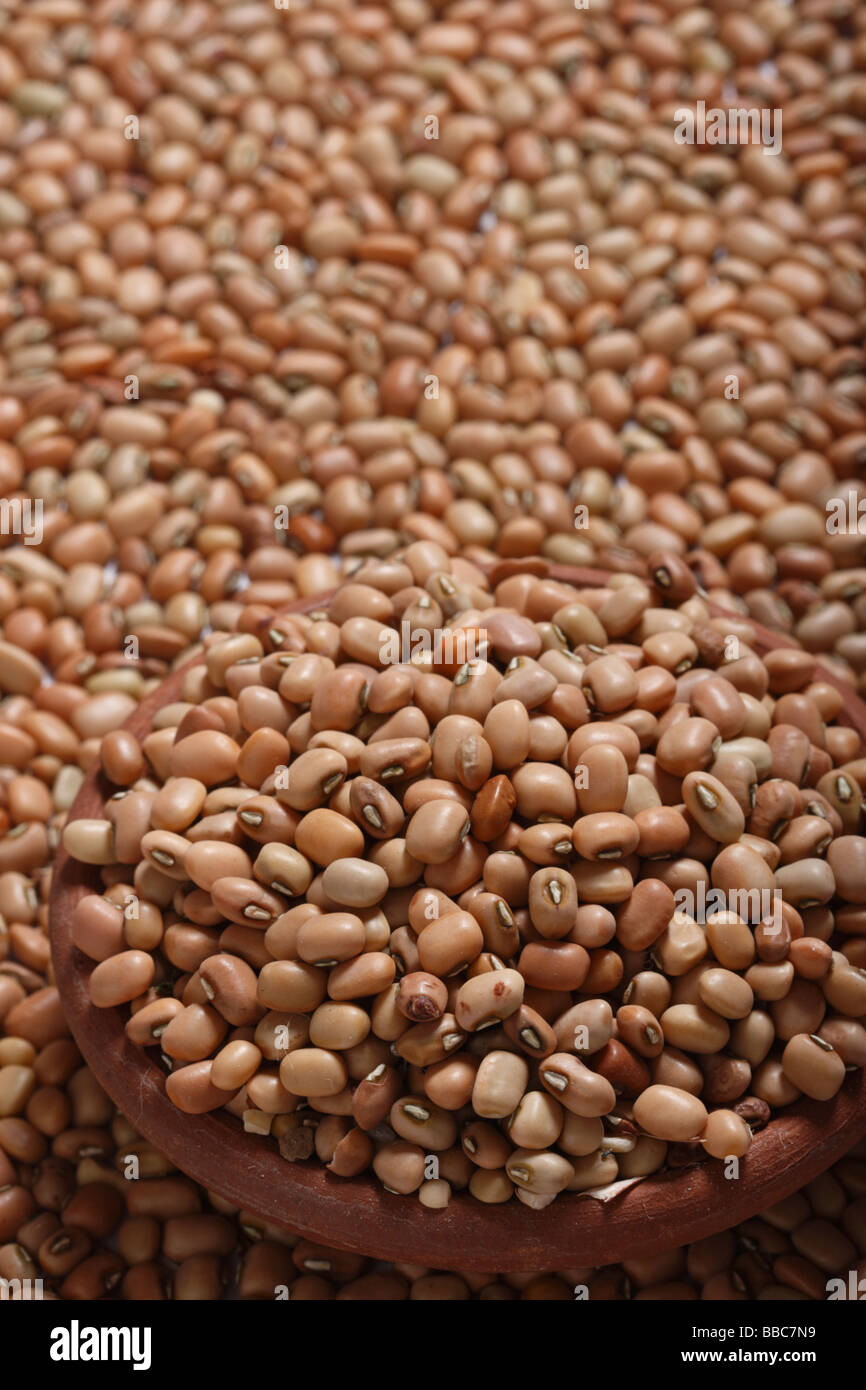 Soybean is a legume which is an important source of vegetable oil and ...