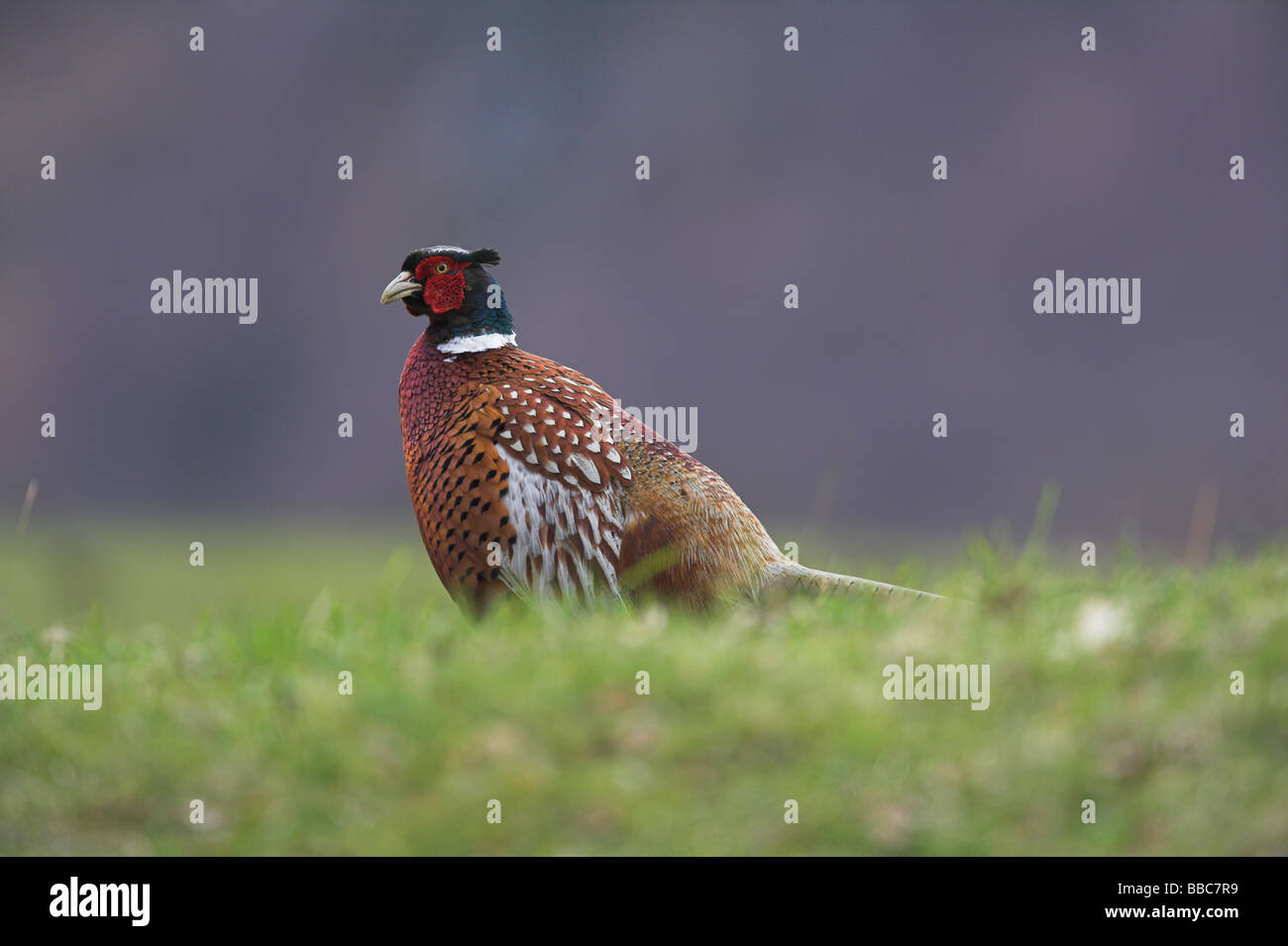Common pheasant scotland hi-res stock photography and images - Alamy