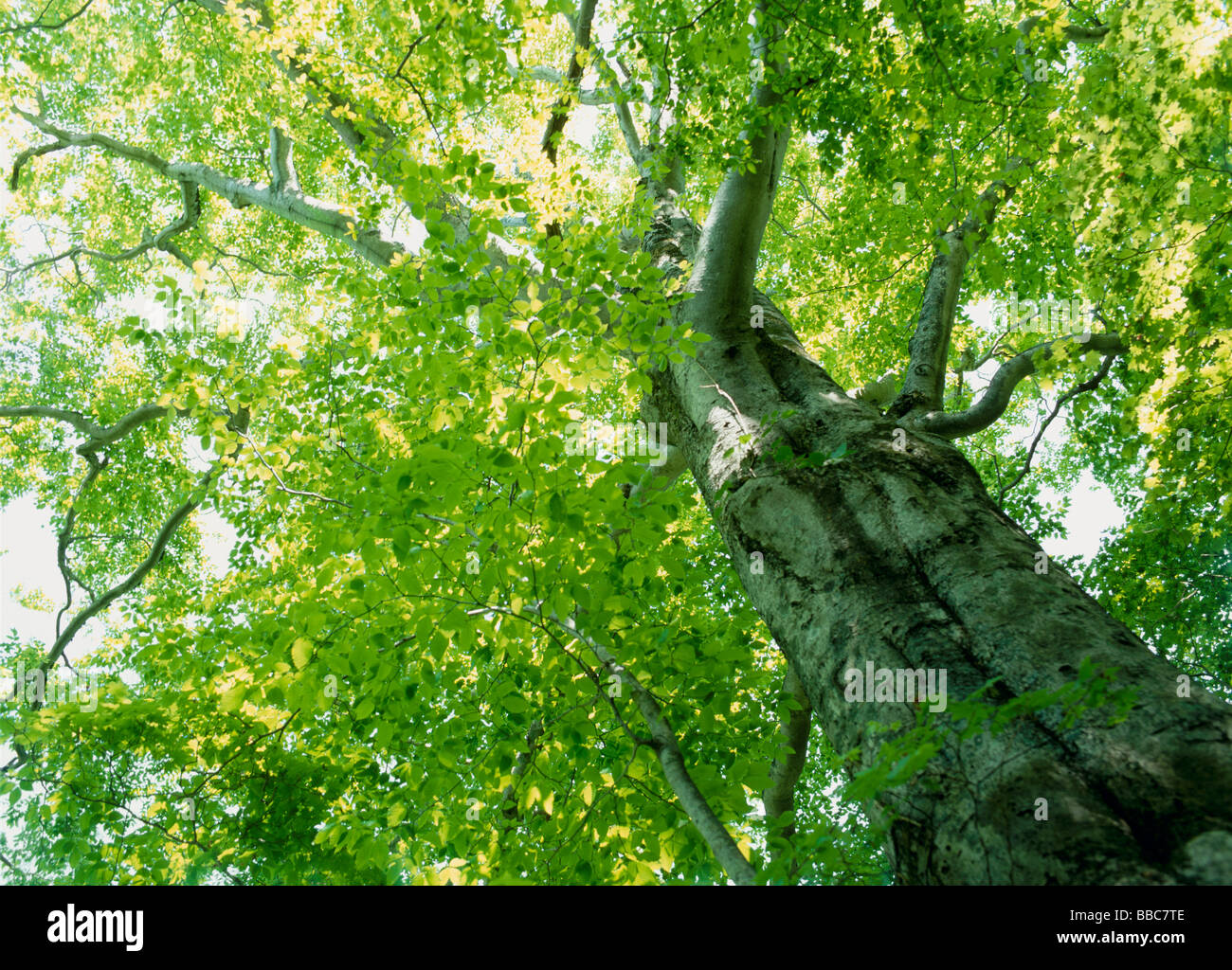 Beech Big Tree Stock Photo - Alamy